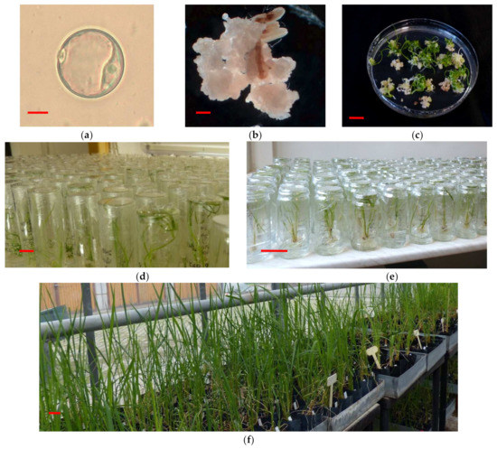 Plants | Free Full-Text | Improvement of Anther Culture to integrate ...