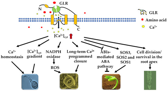 Roles of Glutamate Receptor-Like Channels (GLRs) in Plant Growth and ...