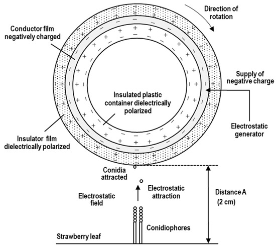 Real-Time Collection of Conidia Released from Living Single Colonies of Podosphaera aphanis on ...