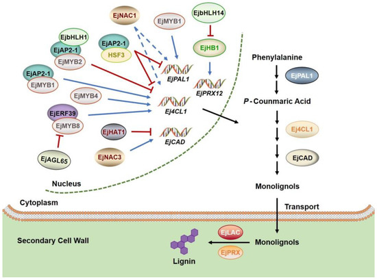 The Regulatory Mechanisms and Control Technologies of Chilling Injury ...
