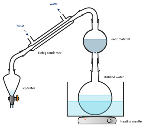 Extraction of Essential Oils from Lavandula × intermedia ‘Margaret ...
