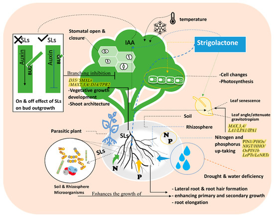 Strigolactones in Plants and Their Interaction with the Ecological ...