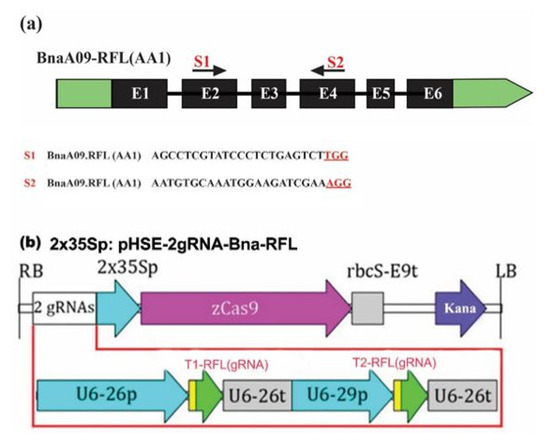 Induction of Male Sterility by Targeted Mutation of a Restorer-of ...
