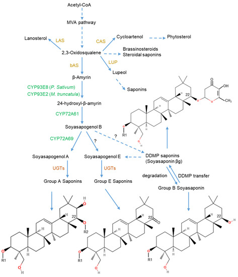 Saponin Biosynthesis in Pulses