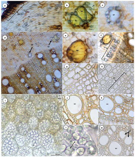 Diospyros villosa Root Monographic Quality Studies