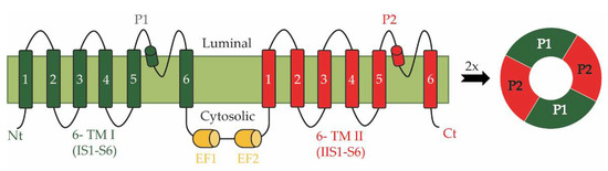 TPC1-Type Channels in Physcomitrium patens: Interaction between EF-Hands and Ca2+