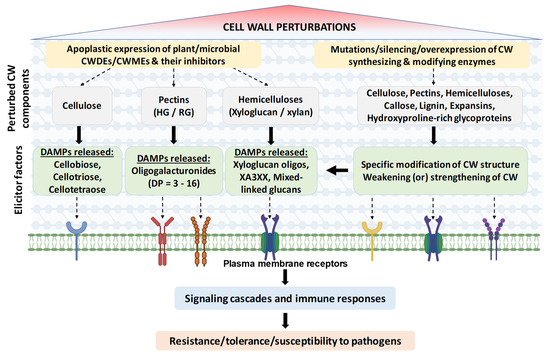 Plant Cell Wall Integrity Perturbations and Priming for Defense