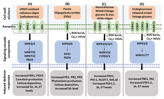 Plant Cell Wall Integrity Perturbations and Priming for Defense