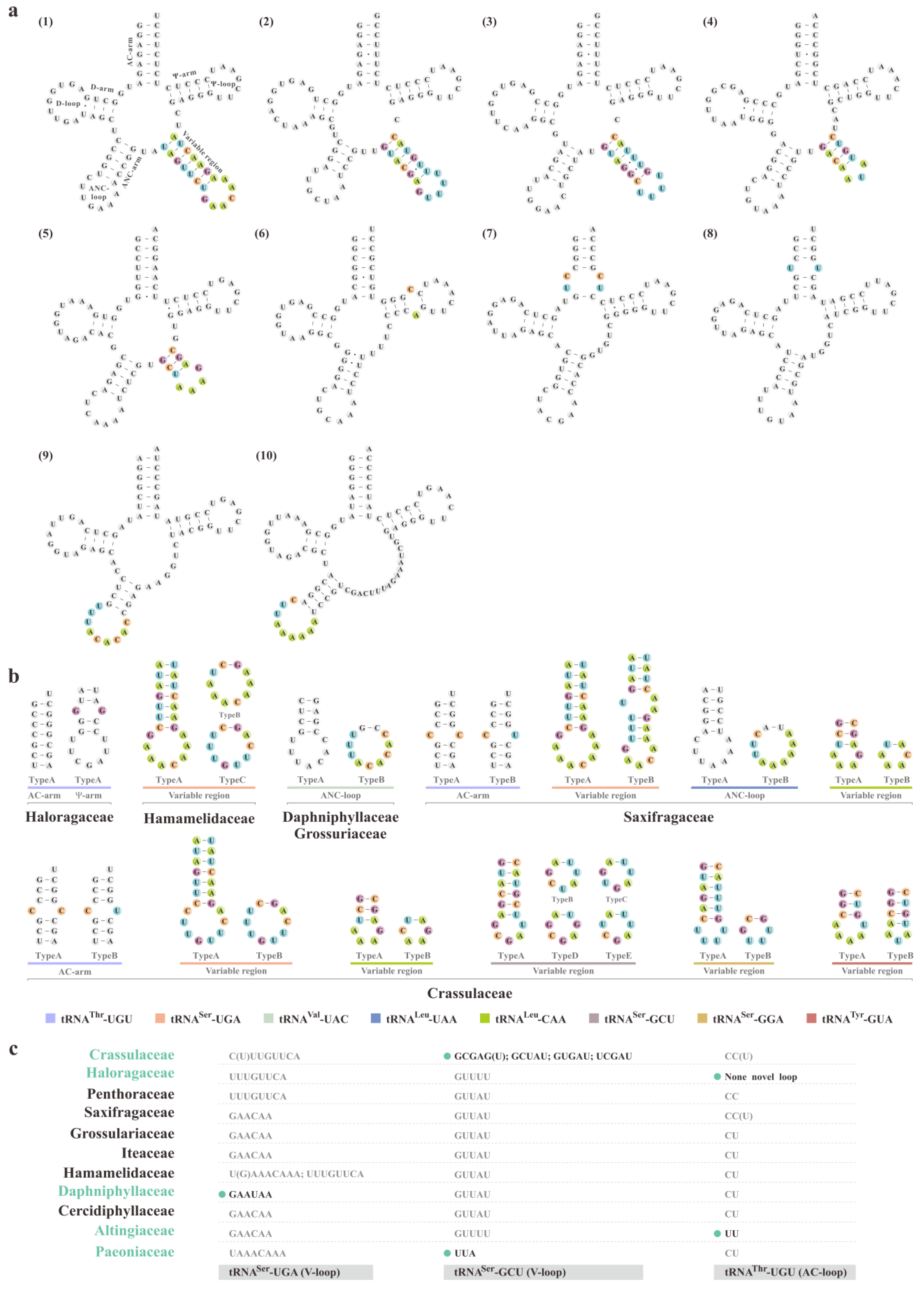 Structural Diversities and Phylogenetic Signals in Plastomes of the ...