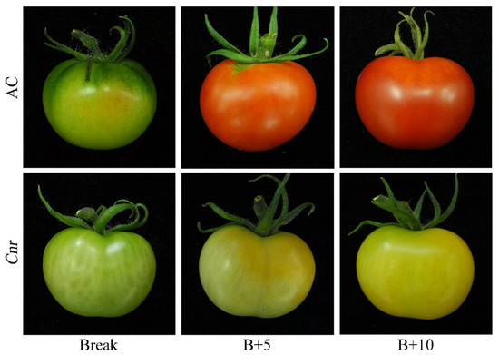 Proteomic Changes in Response to Colorless nonripening Mutation during ...