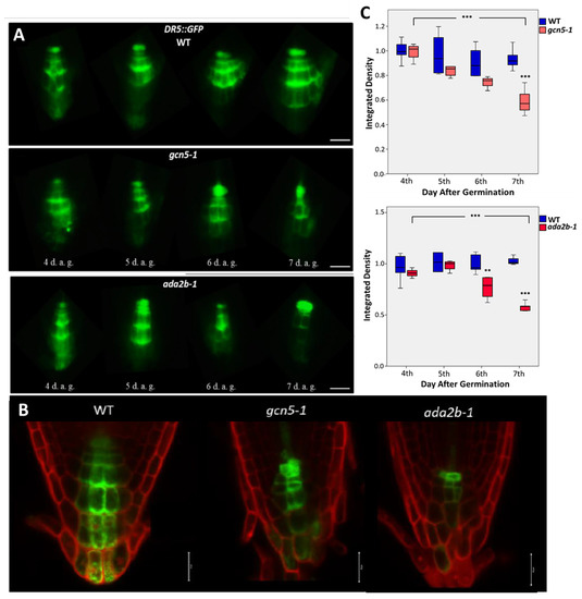 Histone Acetyltransferase GCN5 Affects Auxin Transport during Root ...