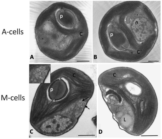 Characterization of Neochloris oleoabundans under Different Cultivation ...