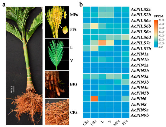 Genome-Wide Identification of PIN and PILS Gene Families in Areca ...