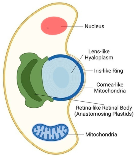 Algal Ocelloids and Plant Ocelli