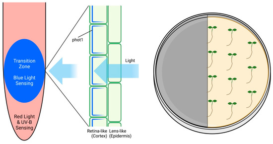 Algal Ocelloids and Plant Ocelli