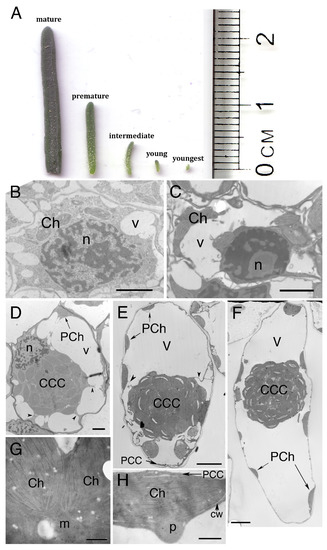 Development of C4 Biochemistry and Change in Expression of Markers for ...