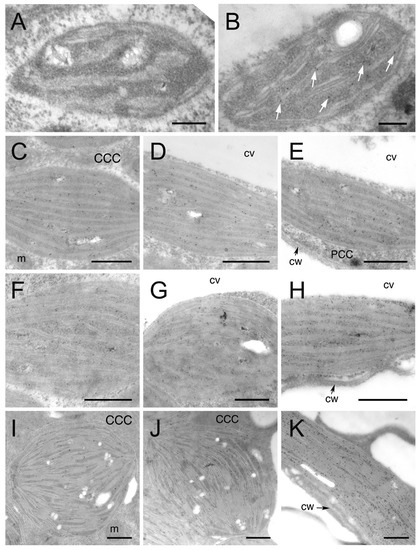 Development of C4 Biochemistry and Change in Expression of Markers for ...
