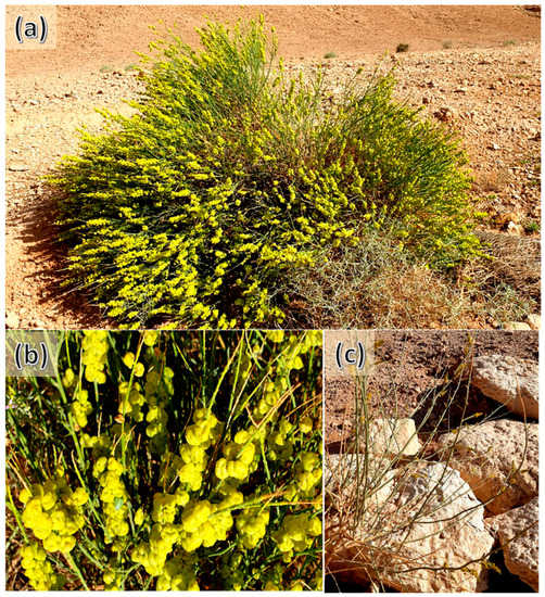 Volatile Oils Discrepancy between Male and Female Ochradenus arabicus ...