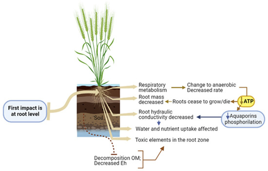 Wheat Plant Pictures