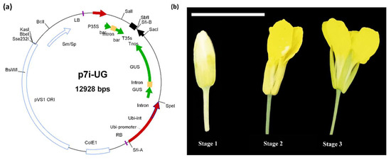 Optimization of Regeneration and Agrobacterium-Mediated Transformation Protocols for Bi and ...