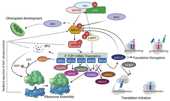 Involvement of Target of Rapamycin (TOR) Signaling in the Regulation of ...