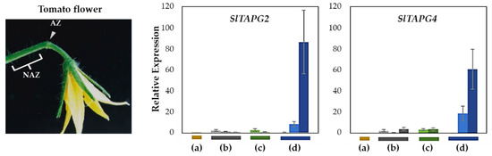 Involvement of IDA-HAE Module in Natural Development of Tomato Flower ...