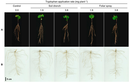 Characterizing Root Morphological Responses to Exogenous Tryptophan in ...