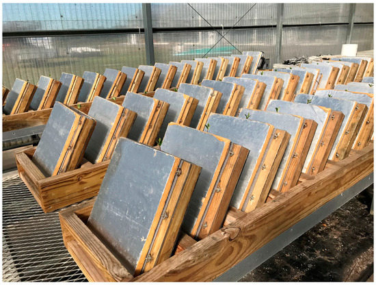 Characterizing Root Morphological Responses to Exogenous Tryptophan in ...