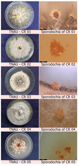 First Report of Clonostachys rosea as a Mycoparasite on Sclerotinia ...
