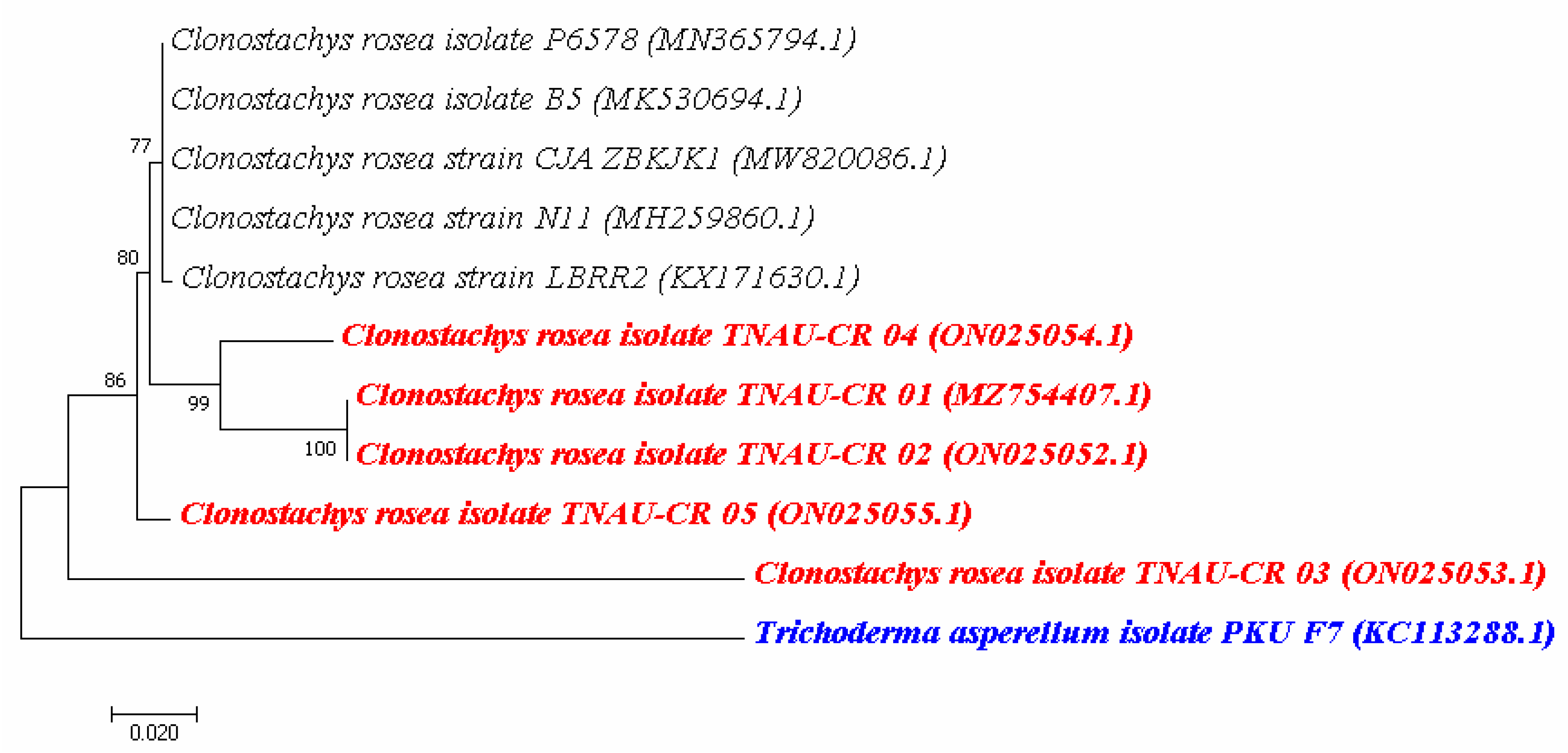 First Report of Clonostachys rosea as a Mycoparasite on Sclerotinia ...