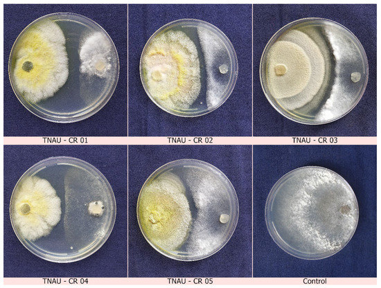 First Report of Clonostachys rosea as a Mycoparasite on Sclerotinia ...