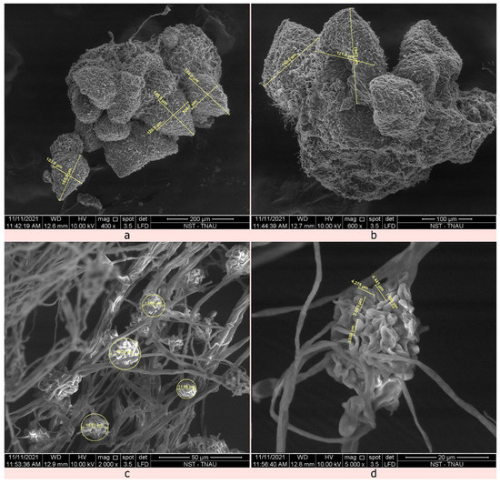 First Report of Clonostachys rosea as a Mycoparasite on Sclerotinia ...