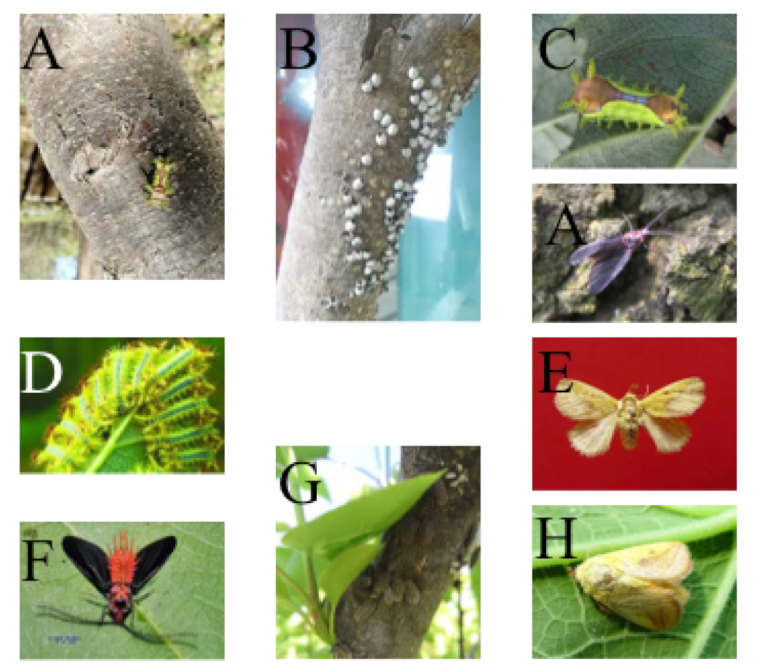 High-Performance Plant Pest and Disease Detection Based on Model ...