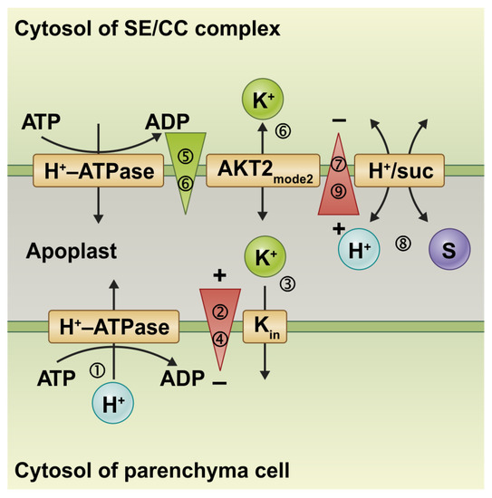 Plants | Free Full-Text | The Surprising Dynamics of Electrochemical ...