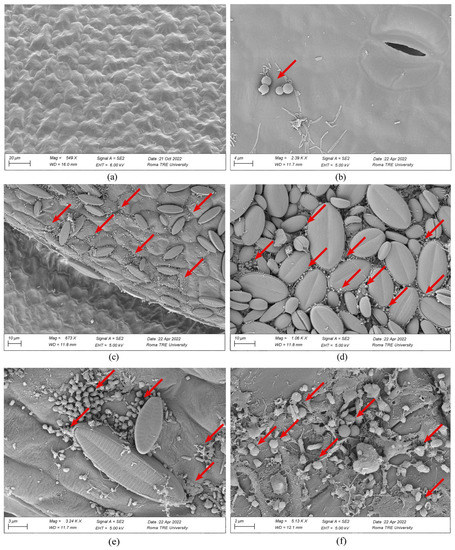 Effects of Microplastic Contamination on the Aquatic Plant Lemna minuta ...