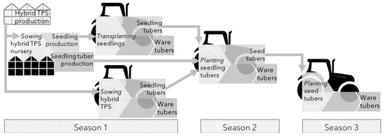 Converting Hybrid Potato Breeding Science into Practice