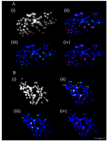 Investigating the Origin and Evolution of Polyploid Trifolium medium L ...