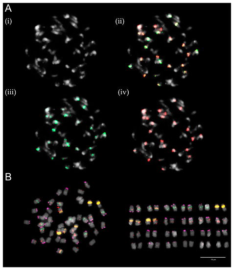 Investigating the Origin and Evolution of Polyploid Trifolium medium L ...