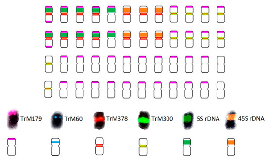 Investigating the Origin and Evolution of Polyploid Trifolium medium L ...
