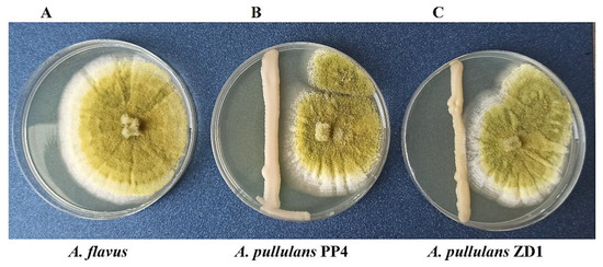 Biological Control of Aspergillus flavus by the Yeast Aureobasidium ...