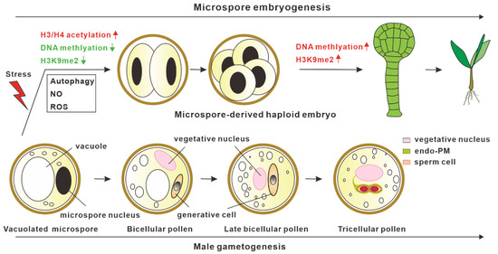 The Roads to Haploid Embryogenesis