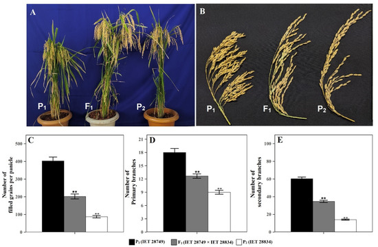 Identification of Newer Stable Genetic Sources for High Grain Number ...