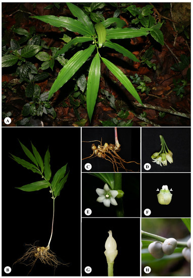 Assessment of Morphological, Anatomical and Palynological Variation in ...