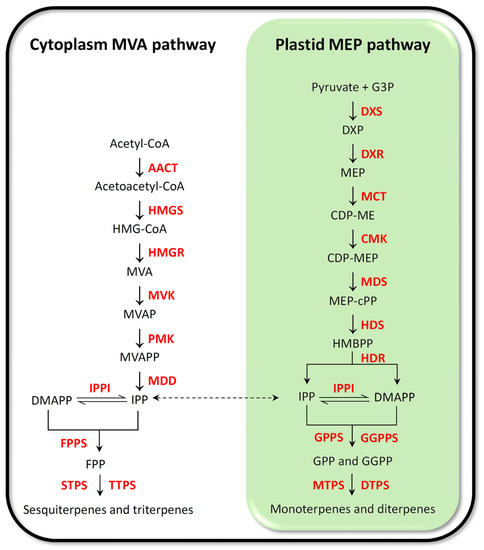 Rice Phytoalexins: Half a Century of Amazing Discoveries; Part I ...