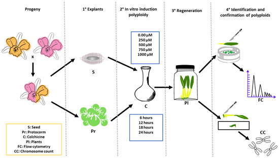 In Vitro Polyploidization of Brassolaeliocattleya Hybrid Orchid