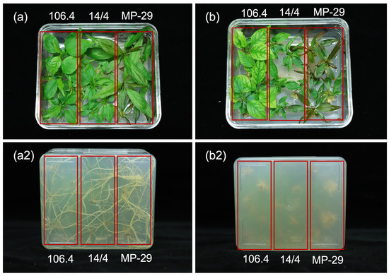 IBA Delivery Technique and Media Salts Affected In Vitro Rooting and ...