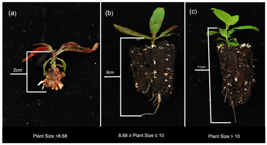 IBA Delivery Technique and Media Salts Affected In Vitro Rooting and ...