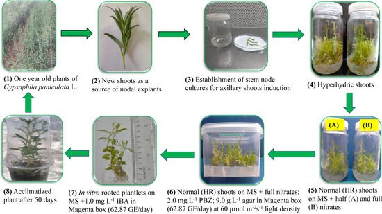 Optimizing Medium Composition and Environmental Culture Condition ...