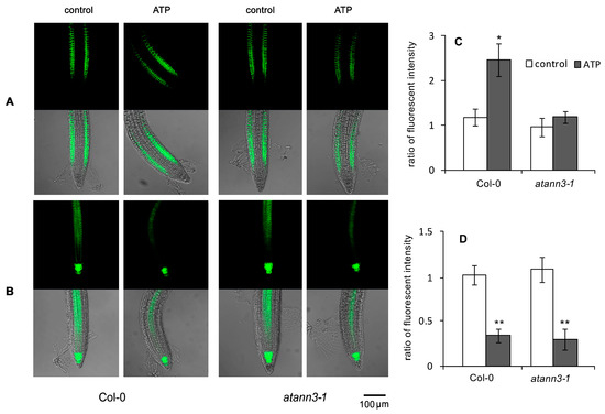 ATANN3 Is Involved in Extracellular ATP-Regulated Auxin Distribution in ...