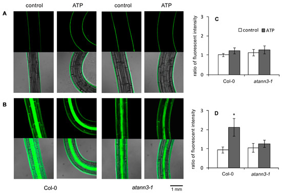 ATANN3 Is Involved in Extracellular ATP-Regulated Auxin Distribution in ...